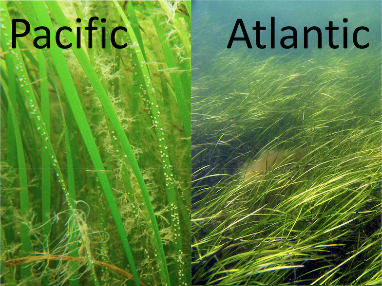 Ice-age legacy may limit seagrasses’ capacity to withstand warming – W ...