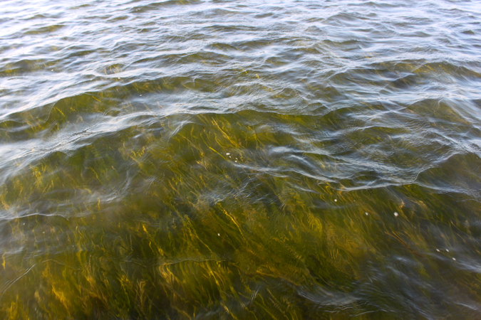 VIMS research helps clarify role of water clarity in Chesapeake Bay ...