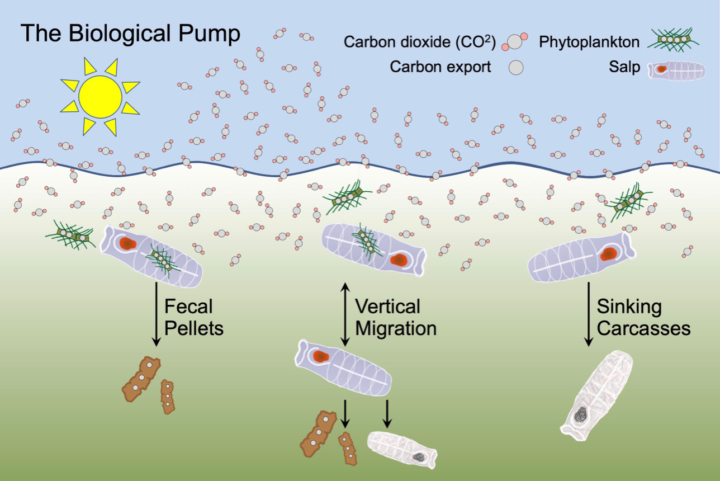 Study reveals salps play outsize role in damping global warming – W&M News