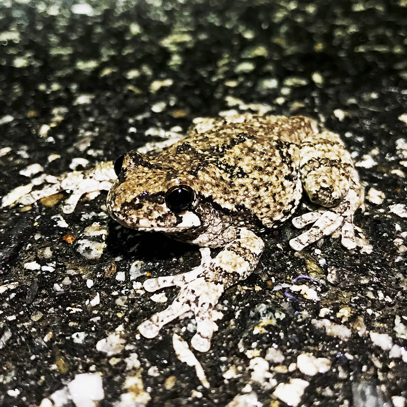 Nighttime teamwork improves odds for amphibians – W&M News