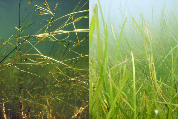 VIMS study reveals widgeongrass has replaced eelgrass as the dominant seagrass species in ...